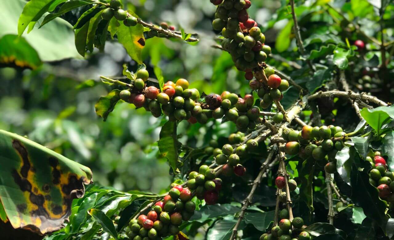 Tour de café en finca por persona - Finca Agroturistica El Laurel